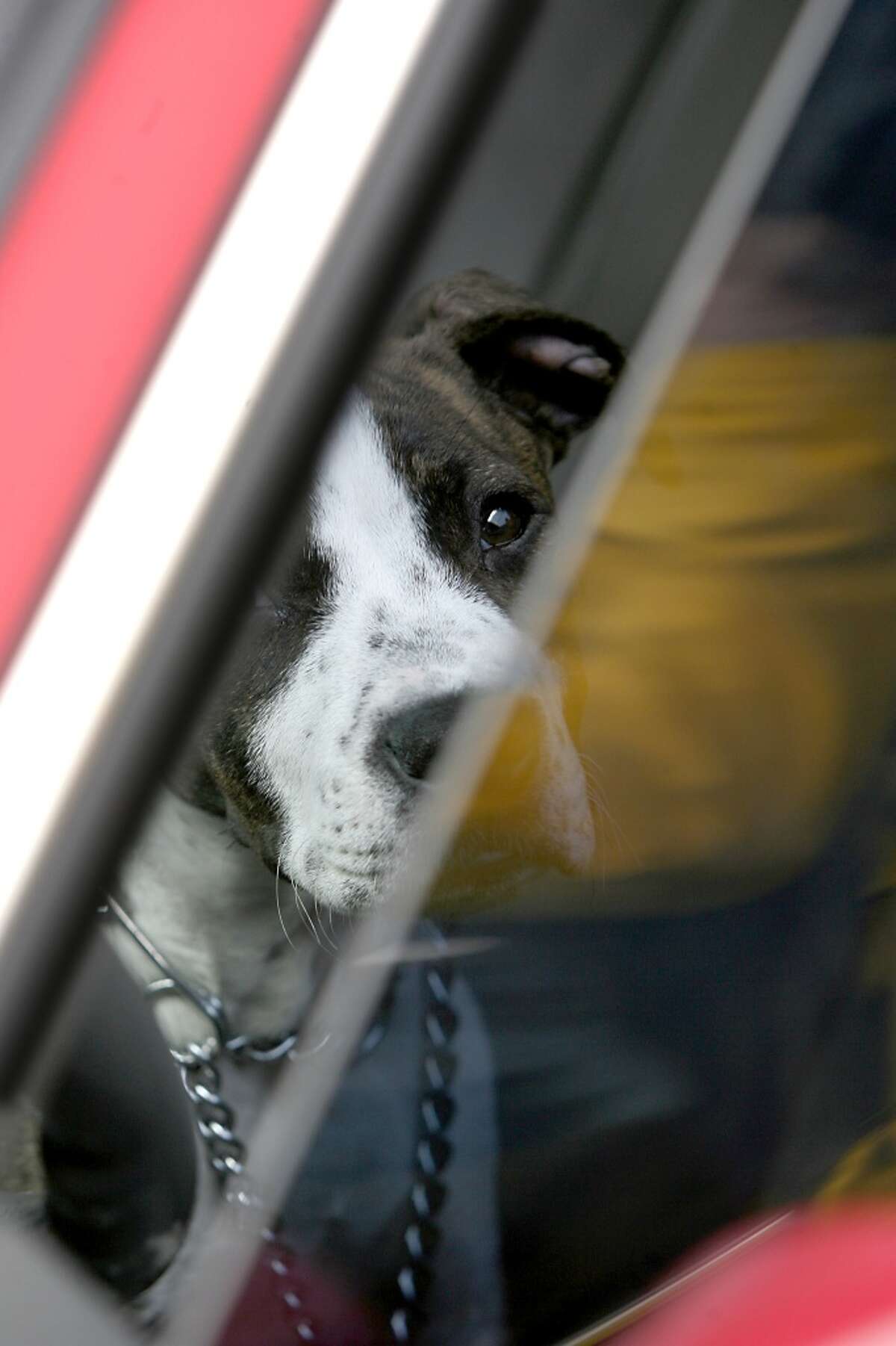 Seattle's top dog names - and assorted awesome ones