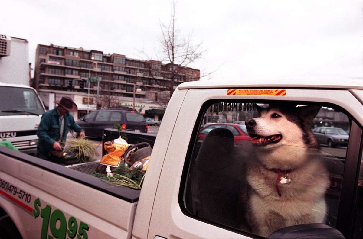 Seattle's top dog names - and assorted awesome ones