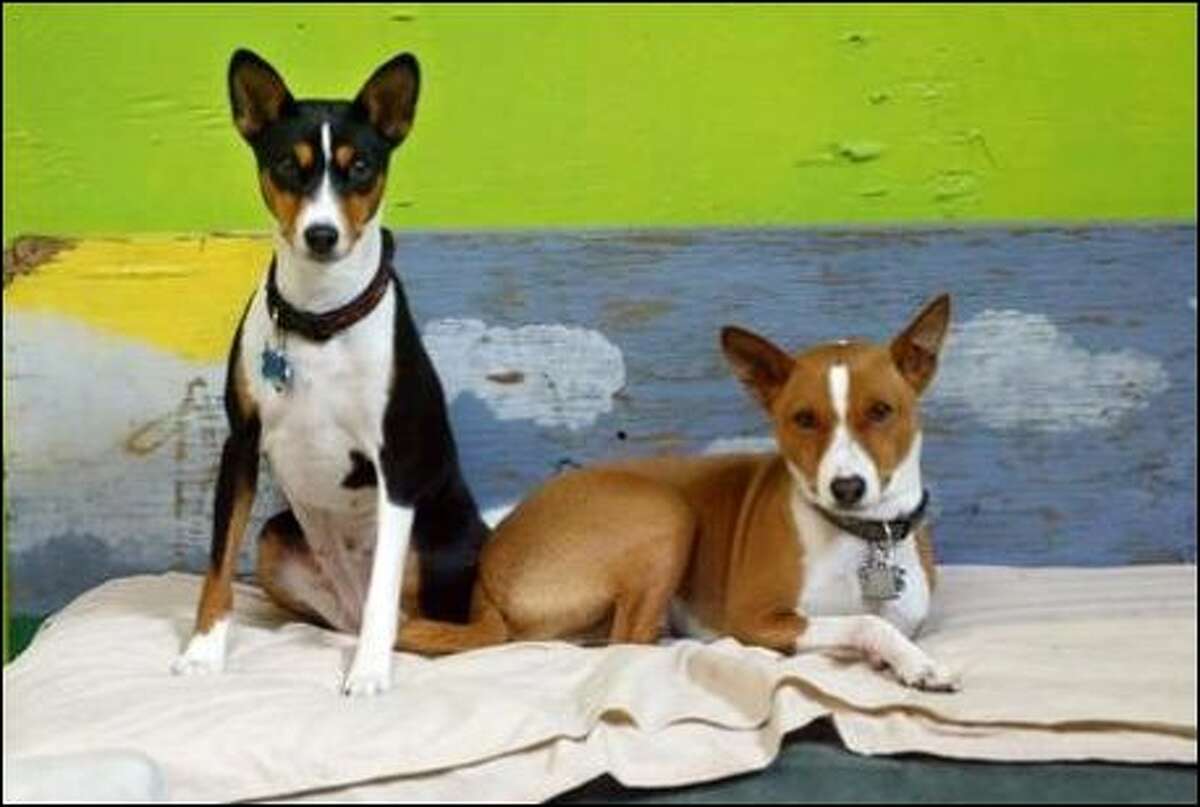 Seattle's top dog names - and assorted awesome ones