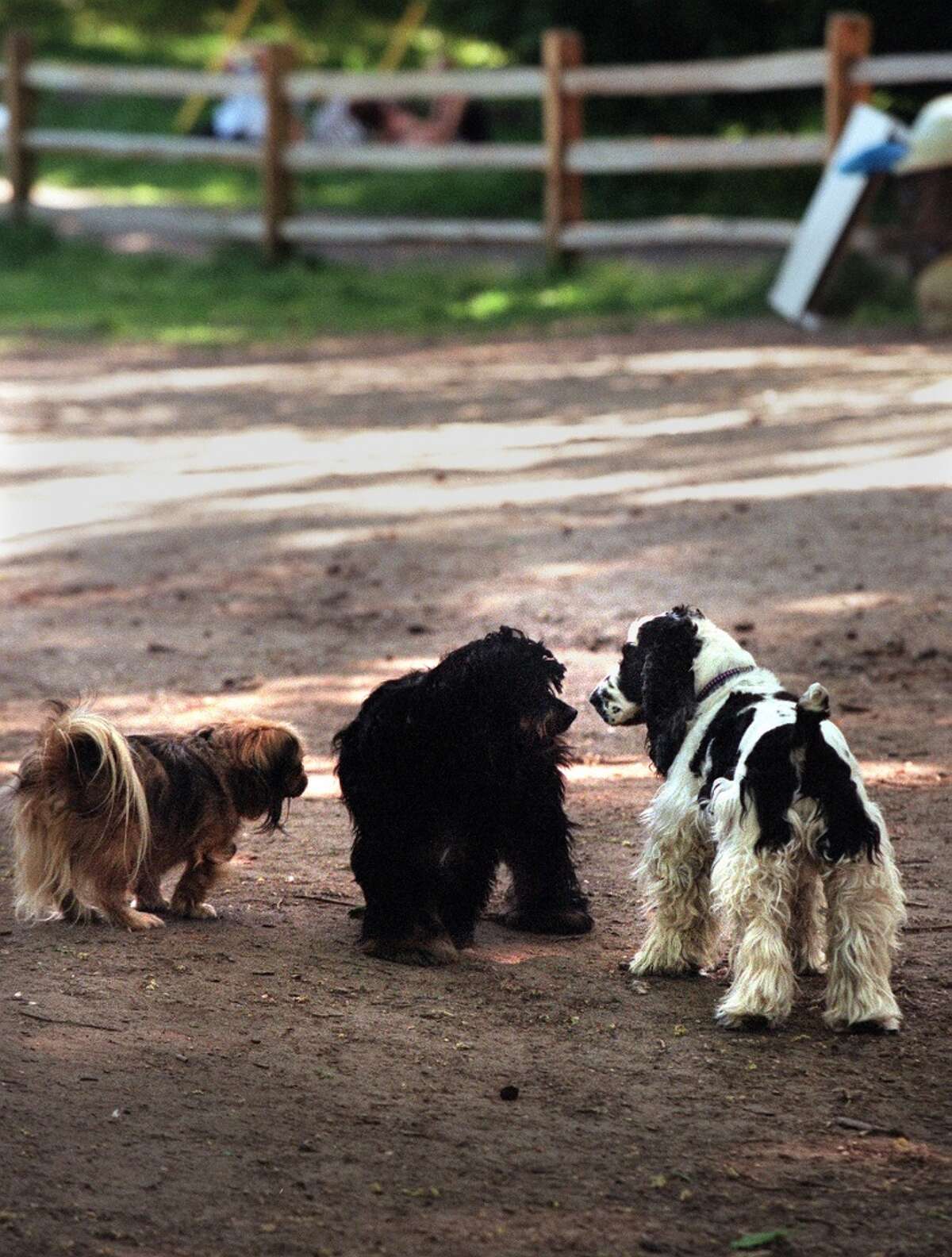 Seattle's top dog names - and assorted awesome ones