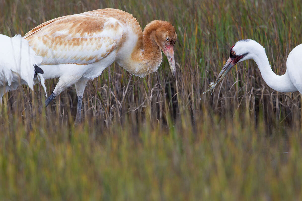 Regal whooping cranes return from near extinction