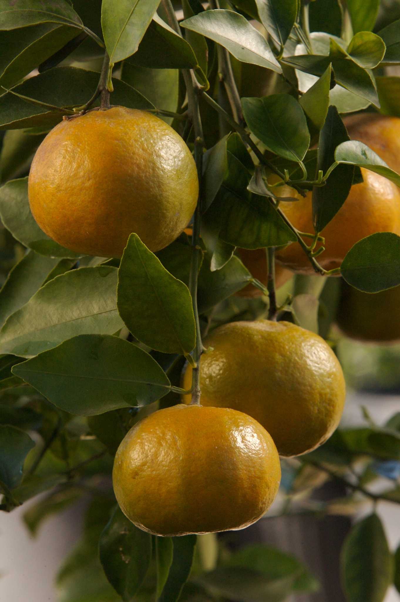 The fruit tree season begins
