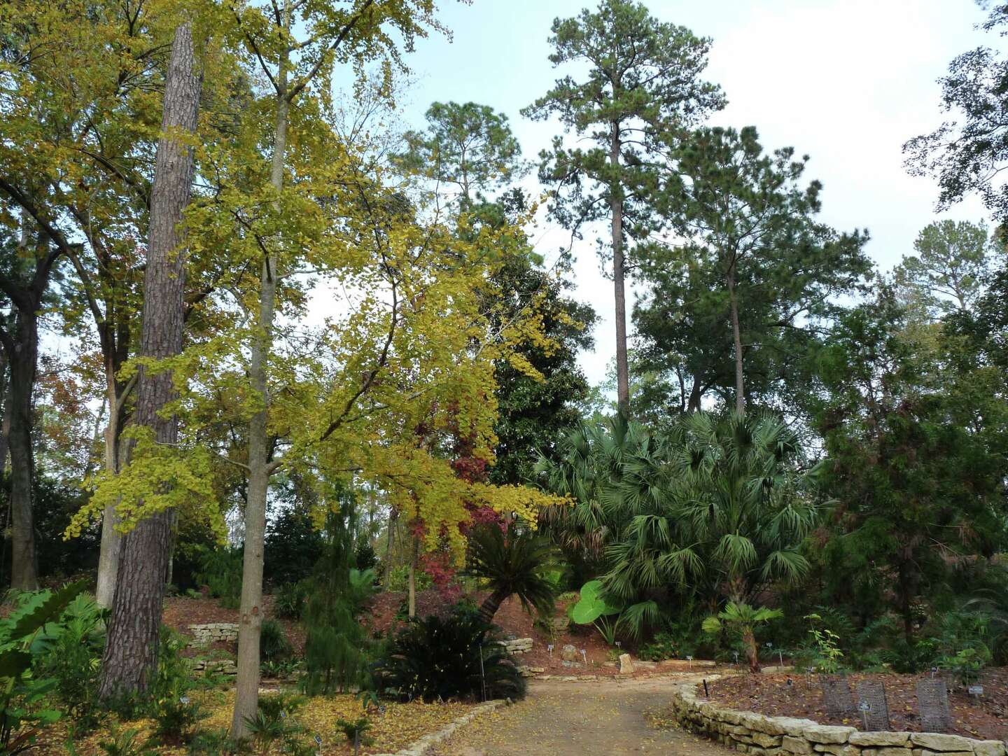 Mercer Arboretum turns 40