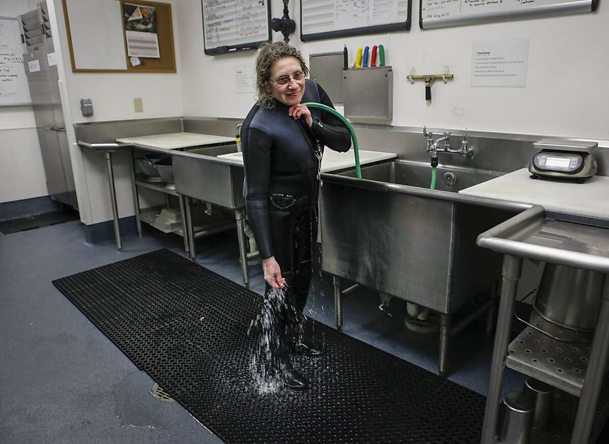 Monterey Bay Aquarium volunteers dive in to swim with sharks