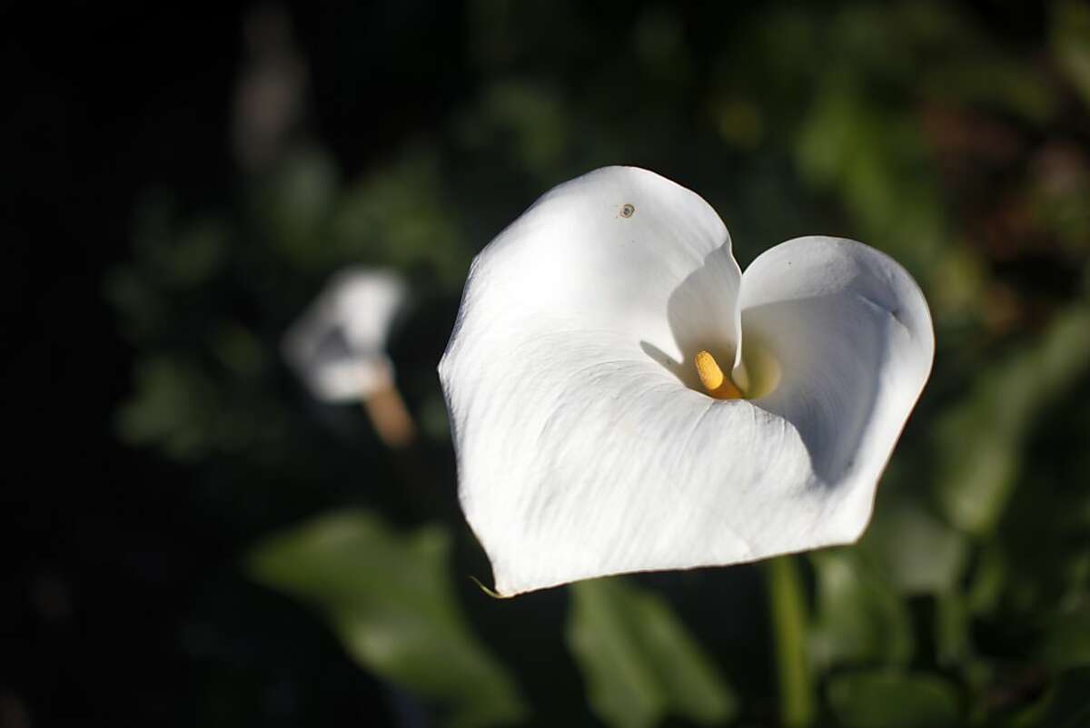 Transplant calla lily from midsummer to fall