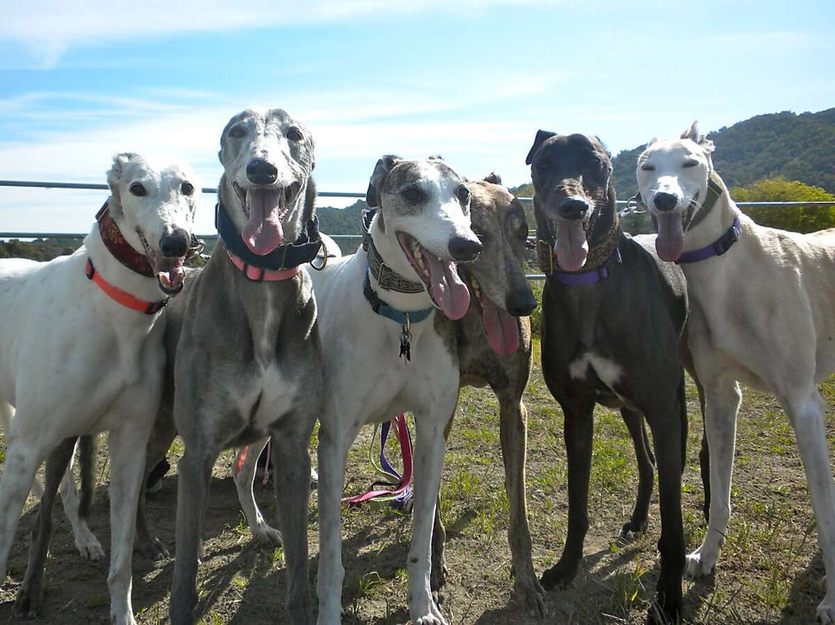 Stray greyhound from Guam blossoms in new land