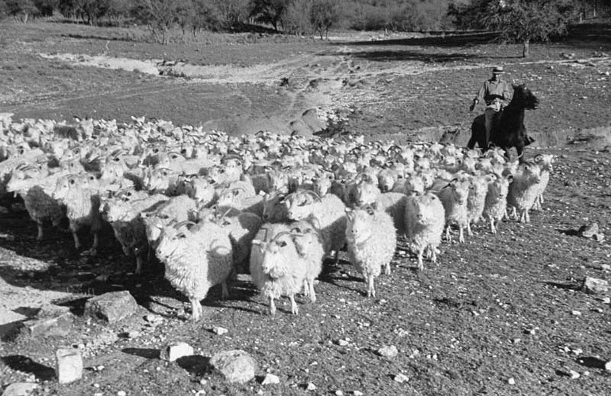 As ranchers rebuild, look back at cattle country’s peak