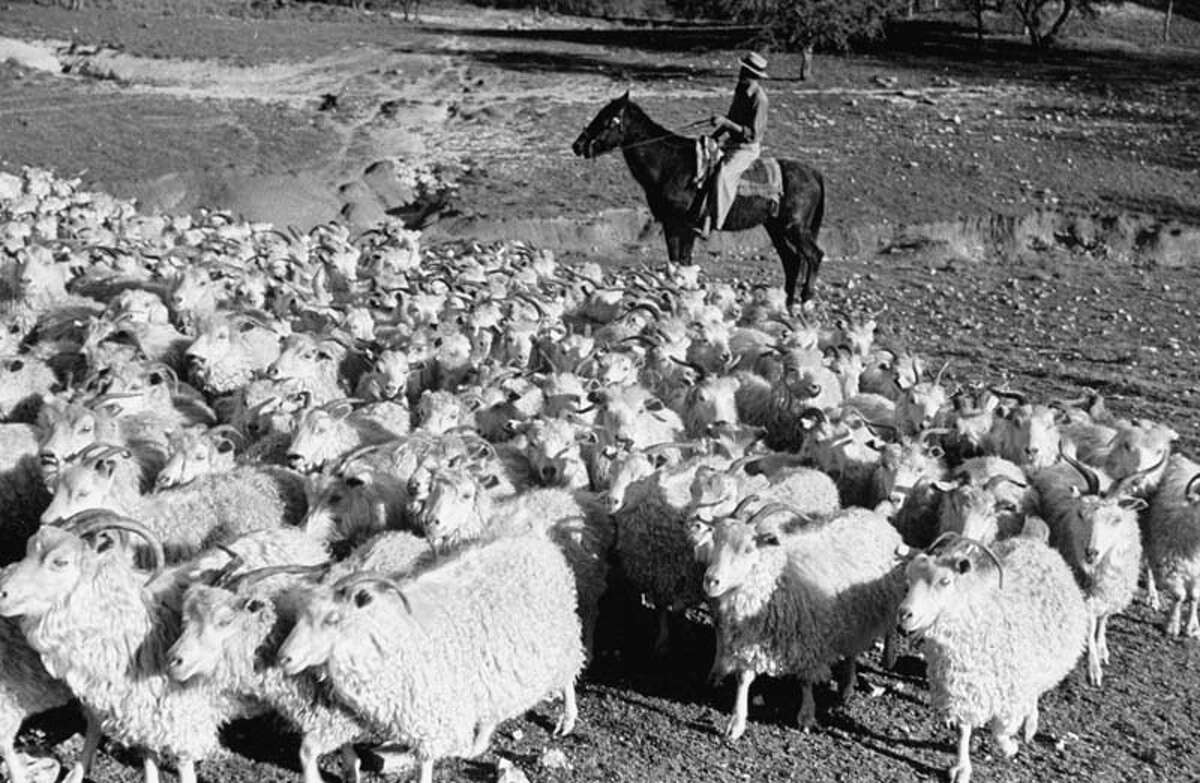 As ranchers rebuild, look back at cattle country’s peak