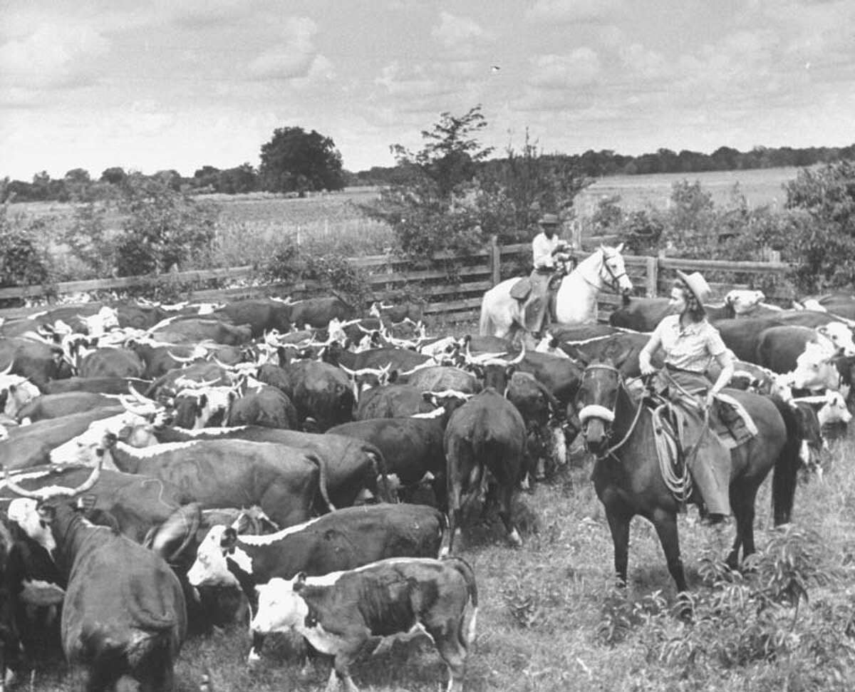 As ranchers rebuild, look back at cattle country’s peak