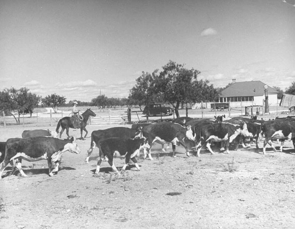As ranchers rebuild, look back at cattle country’s peak