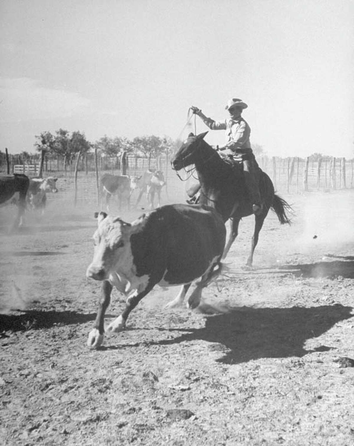 As ranchers rebuild, look back at cattle country’s peak