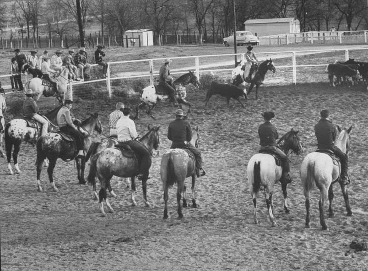 As ranchers rebuild, look back at cattle country’s peak