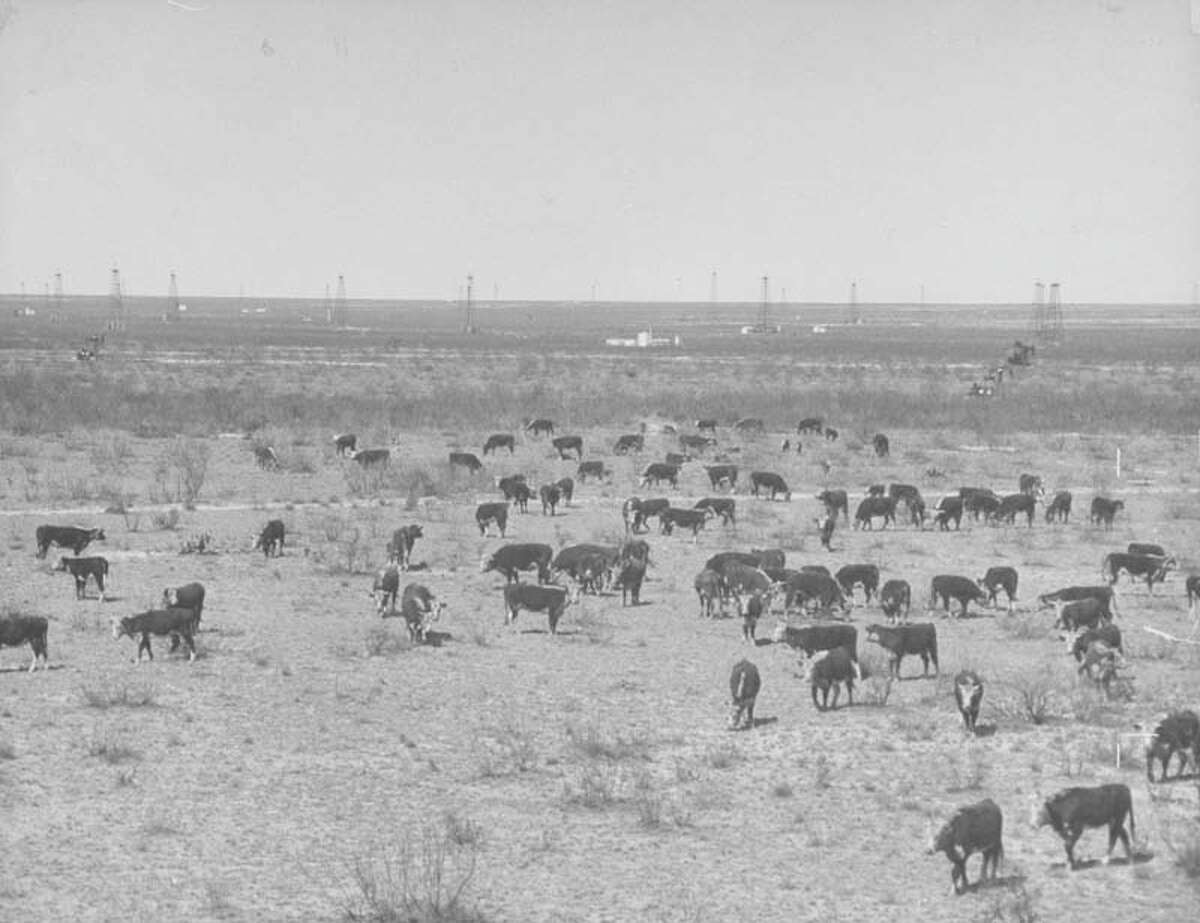 As ranchers rebuild, look back at cattle country’s peak