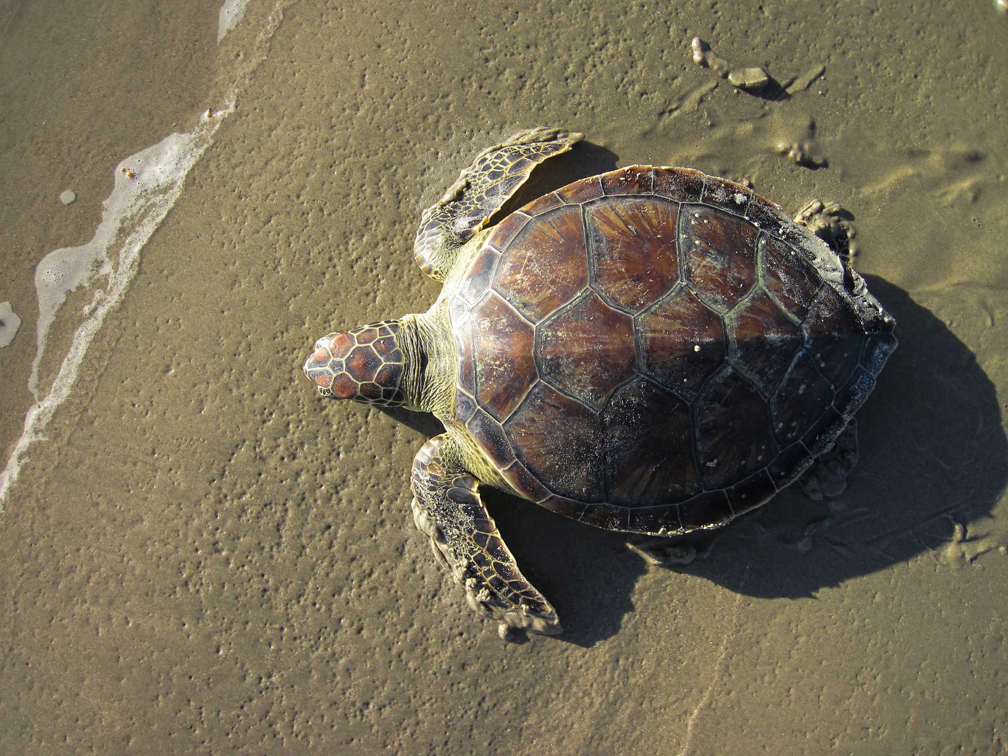 Cold brings worst day for turtles this season