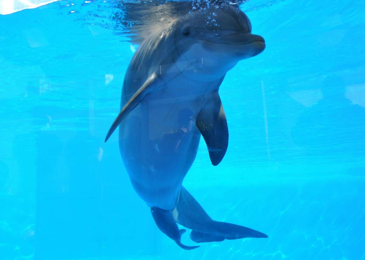 Dolphin gives birth at Six Flags in Vallejo