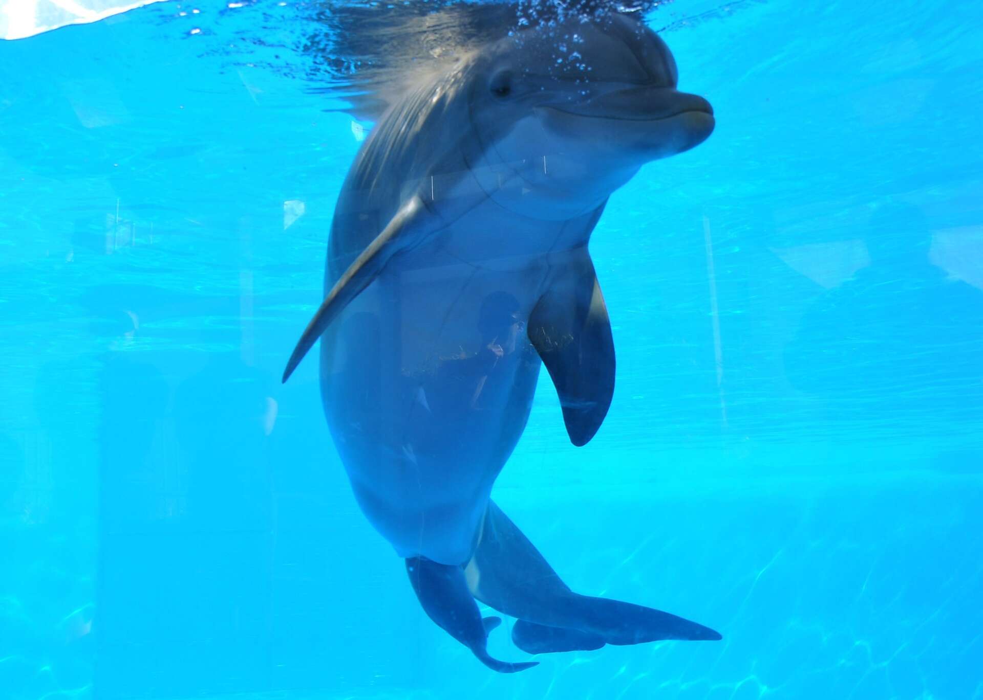 Dolphin gives birth at Six Flags in Vallejo