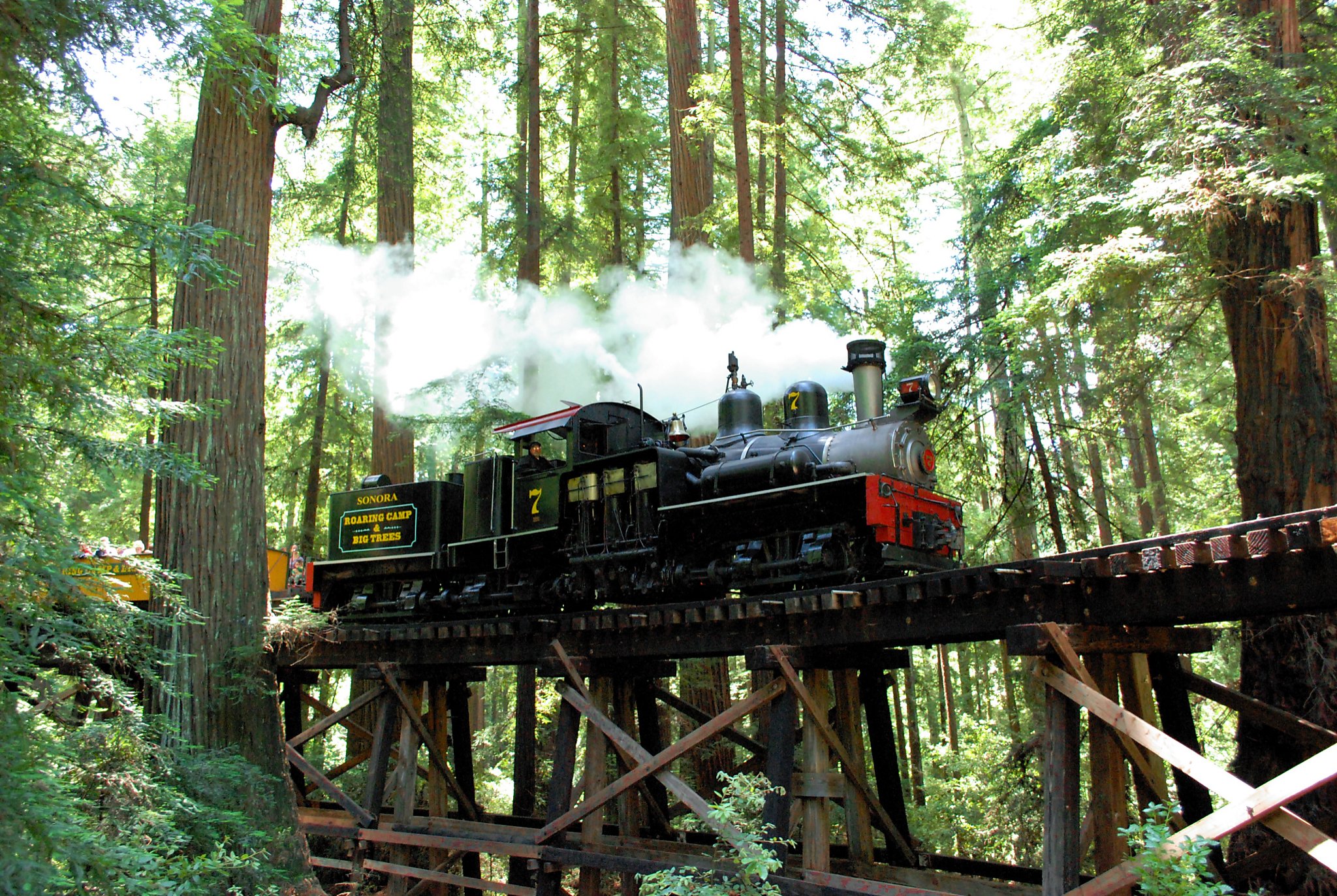 Train trip in a California rain forest