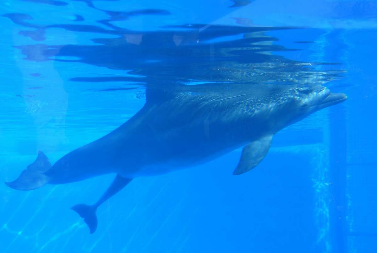 Dolphin gives birth at Six Flags in Vallejo