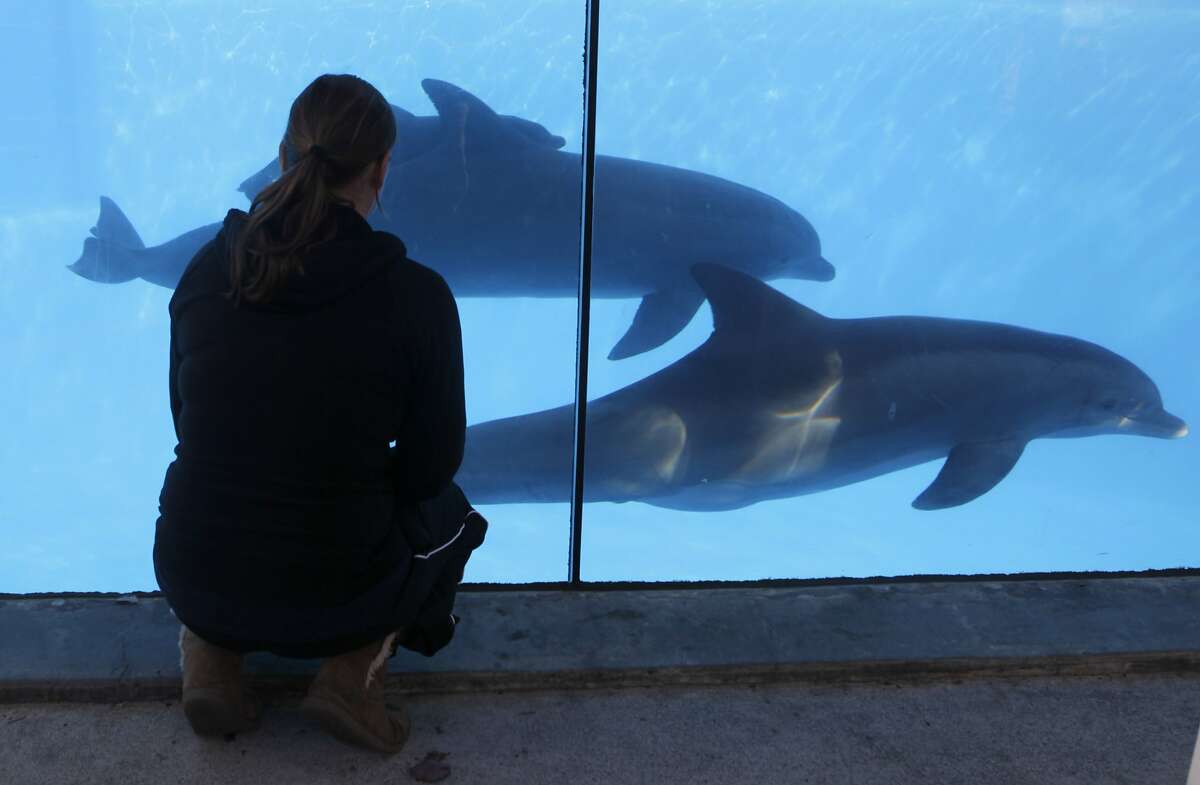 Dolphin gives birth at Six Flags in Vallejo