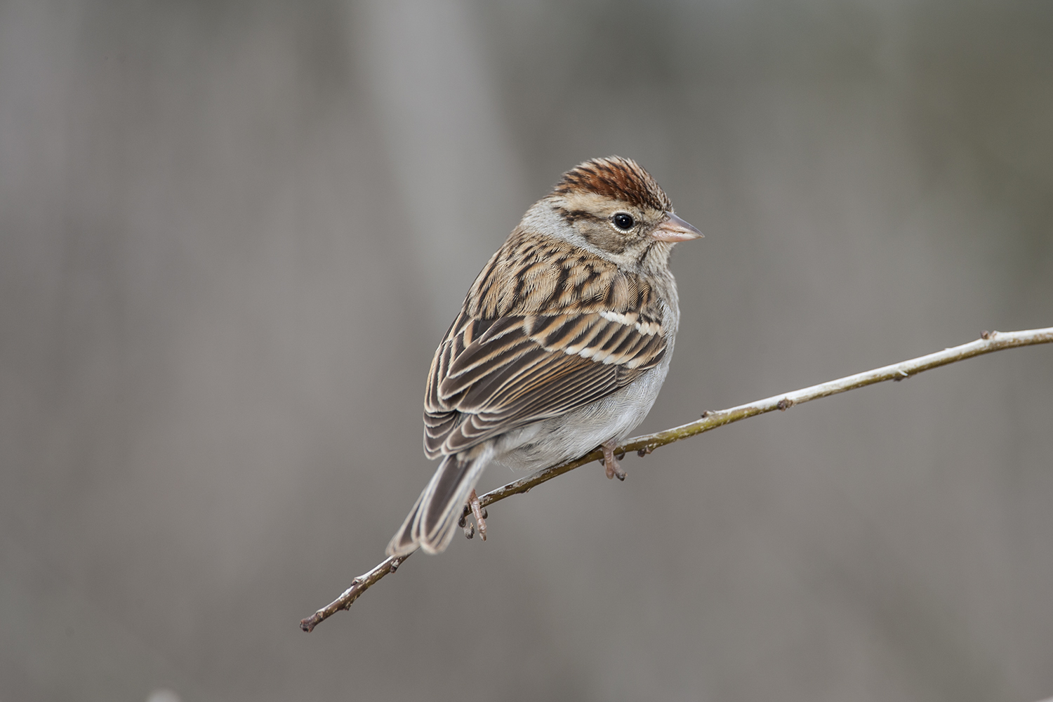 Drab sparrows show true colors come spring