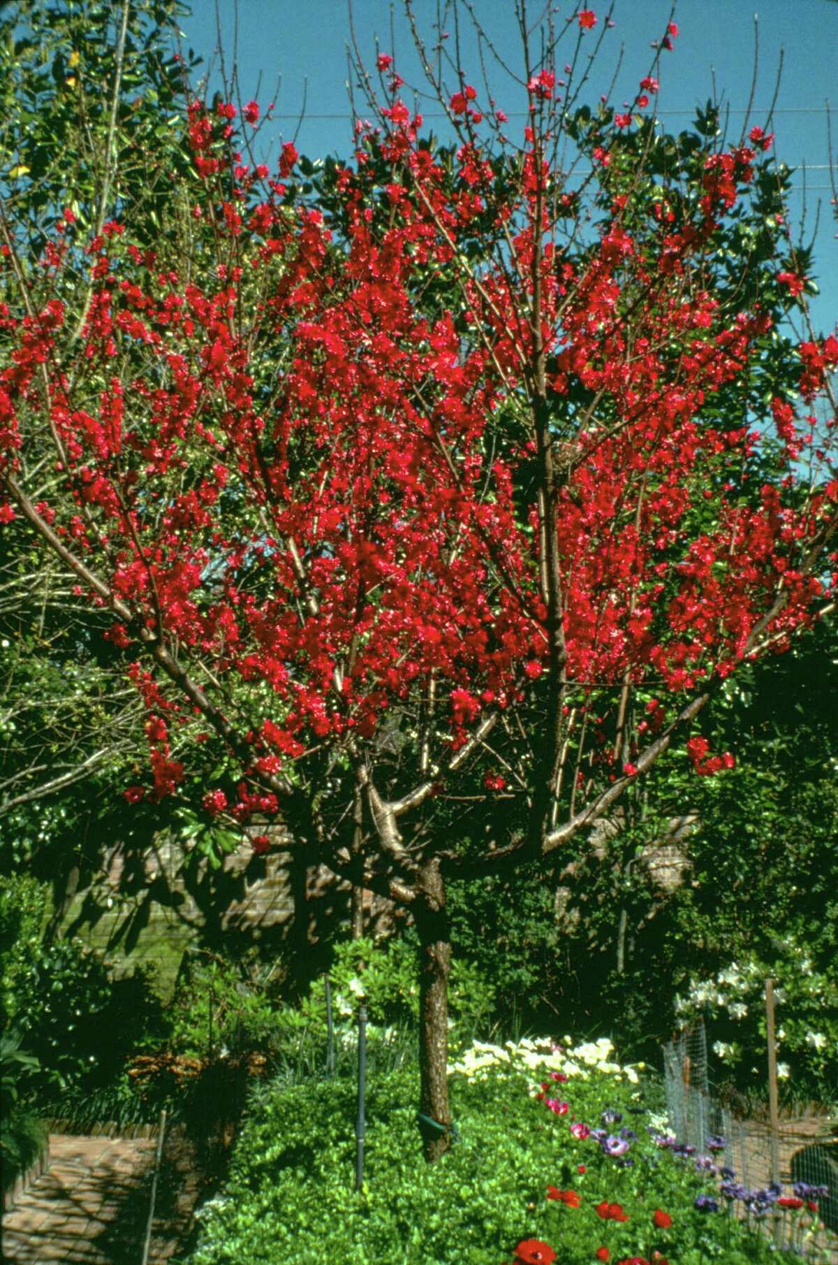 Houston gardeners have a passion for fruit
