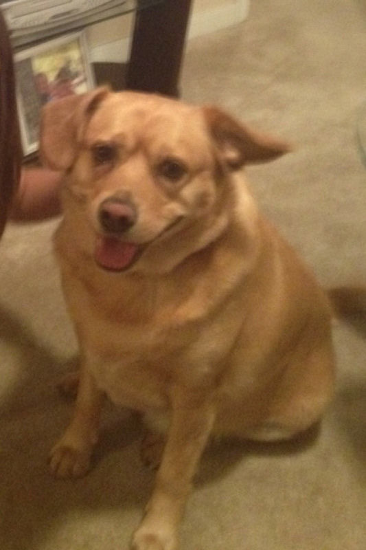 Buddy the Dog released