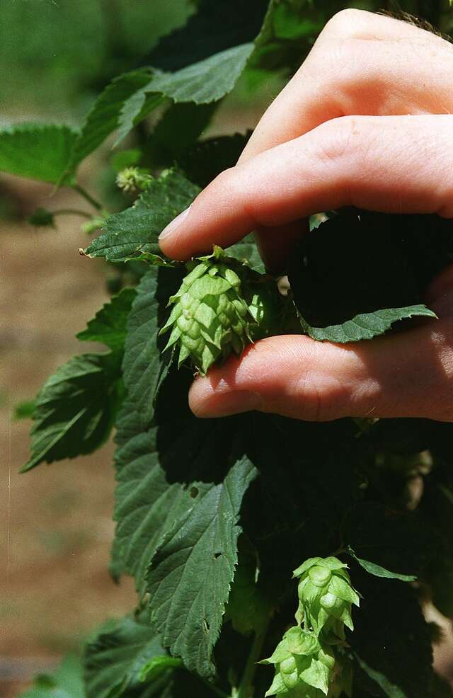S.F. well suited to growing hops