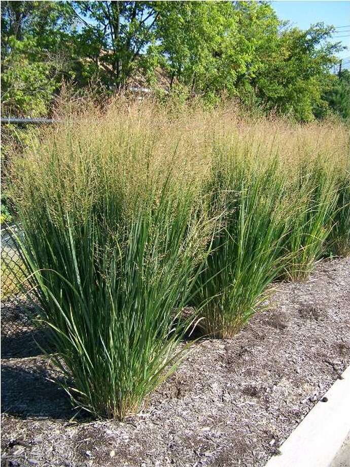 Gardener's Notebook: Northwind switchgrass deserving of big honor ...