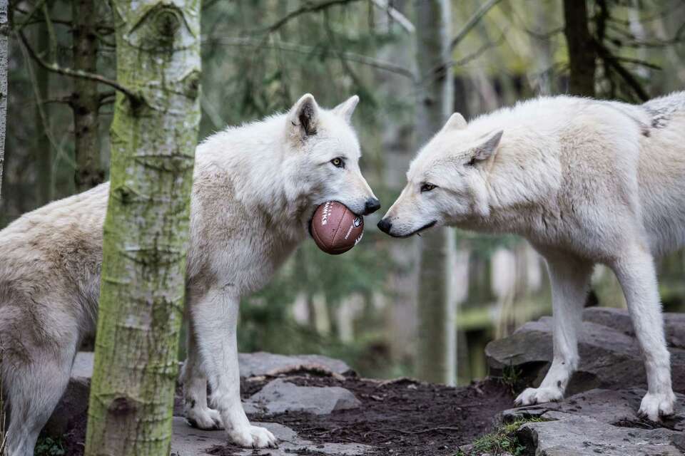 Meet Woodland Park Zoo's own 'Legion of Boom'
