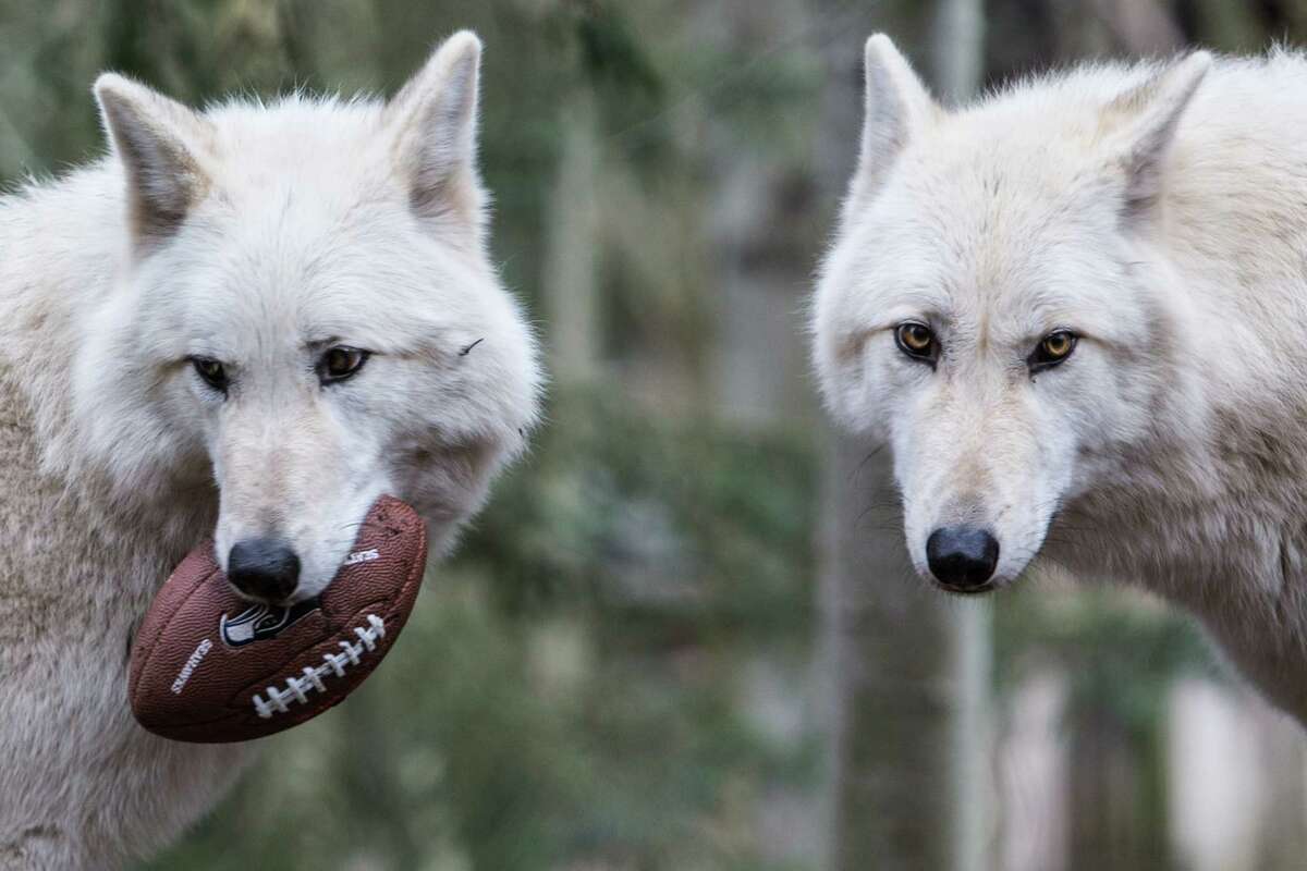 Meet Woodland Park Zoo's own 'Legion of Boom'