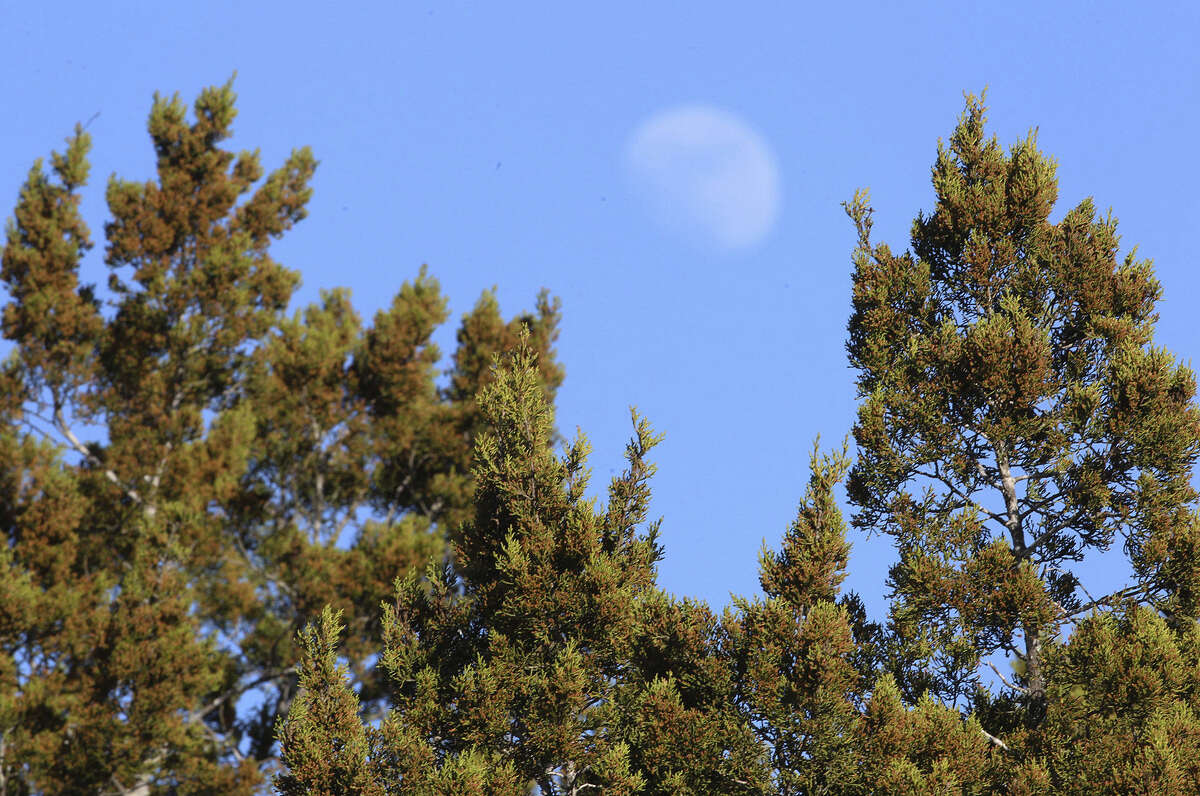 Cedar and allergy symptoms hit highest levels of the season