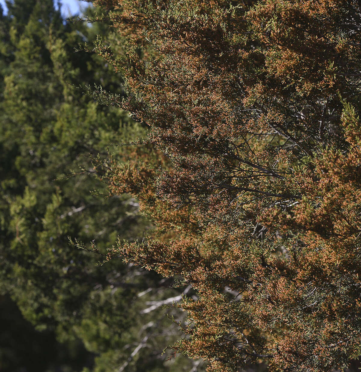 Cedar and allergy symptoms hit highest levels of the season