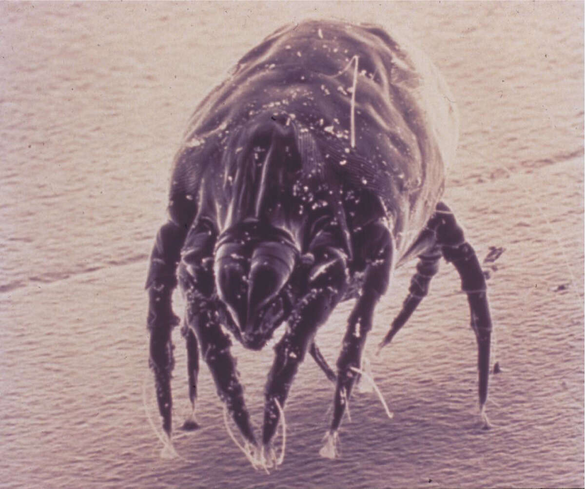 From cedar fever to dust mites, these are the 9 worst allergens in Texas