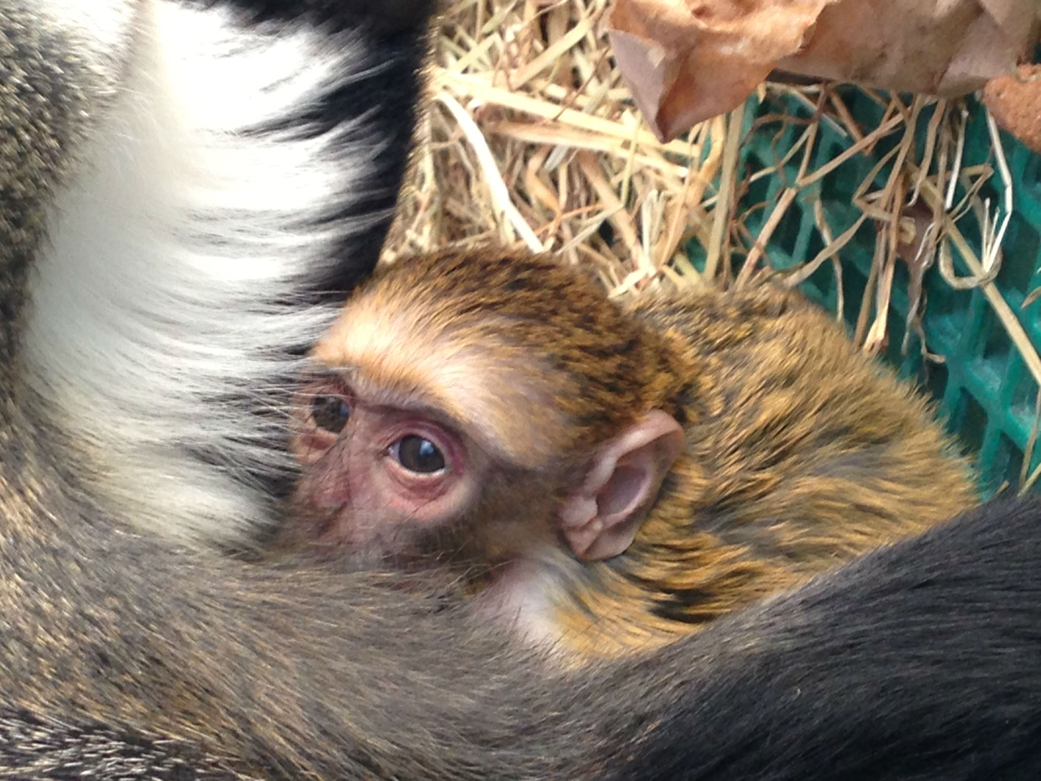 Monkeys rescued from African butcher have surprise baby at Houston Zoo