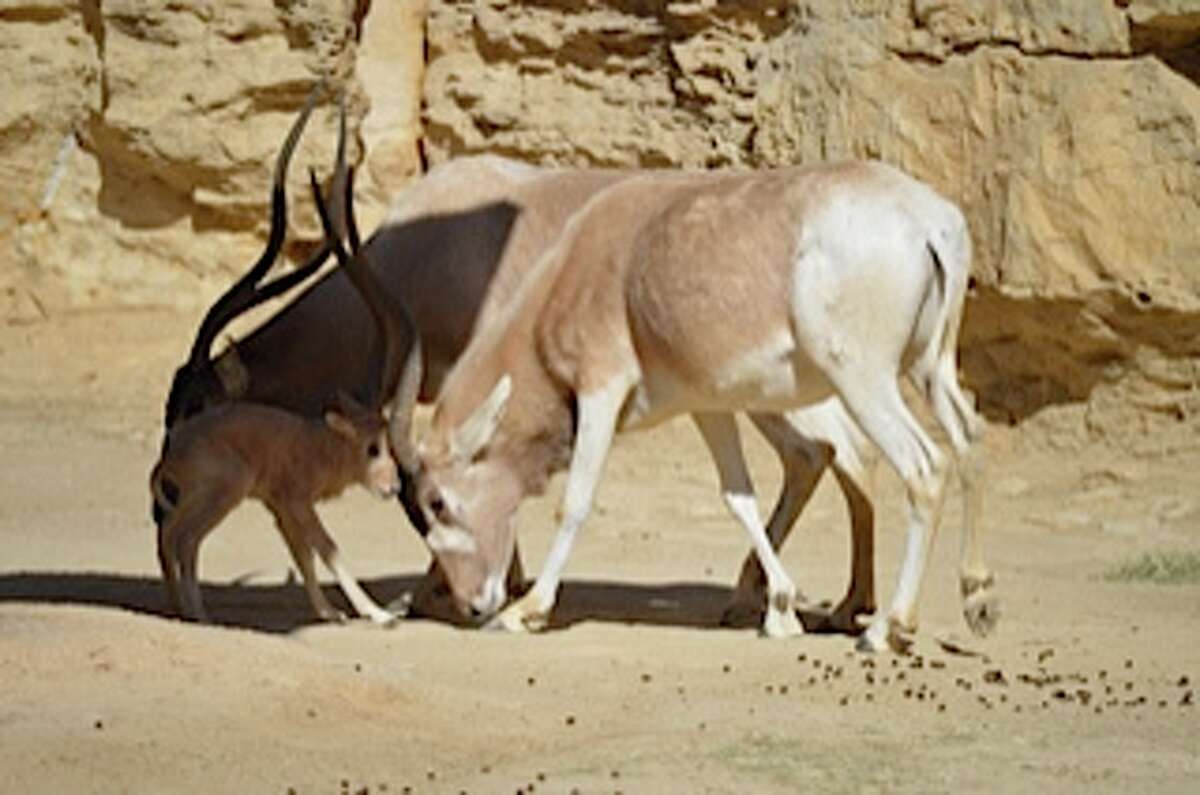 Endangered animal born at zoo