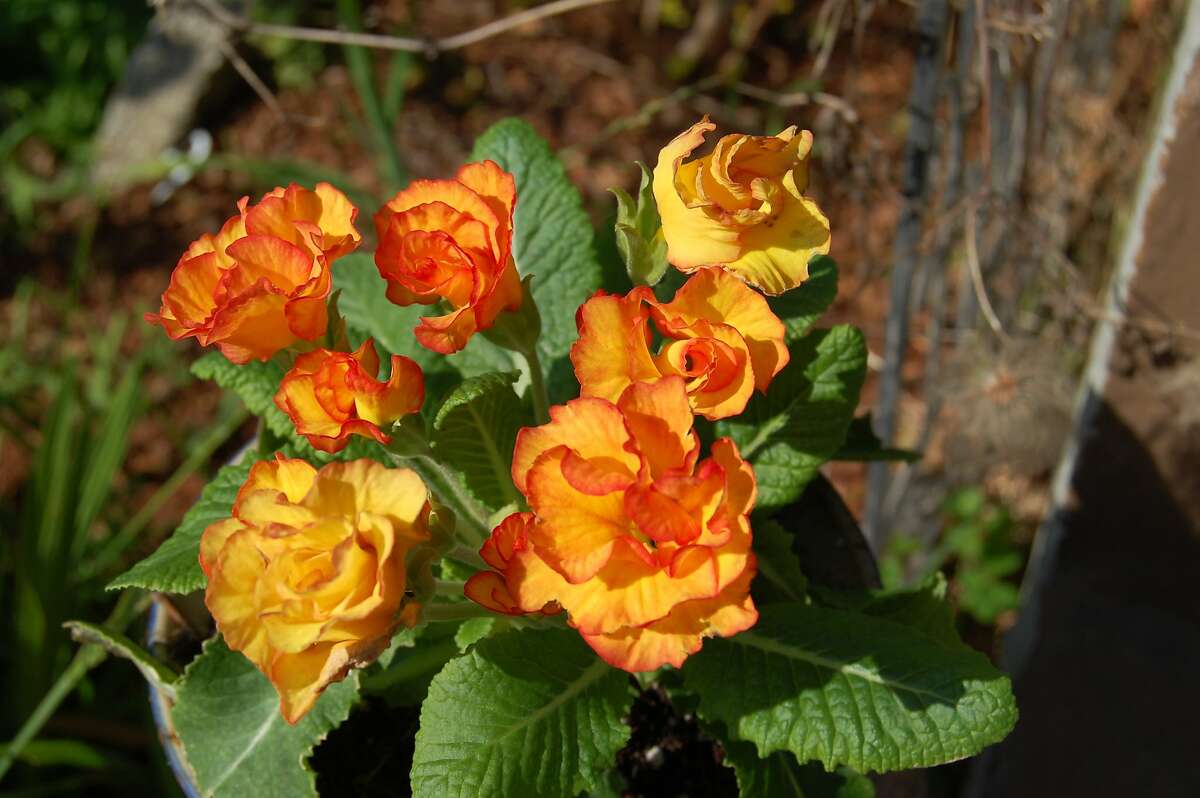 Primlets - colorful new line of primroses