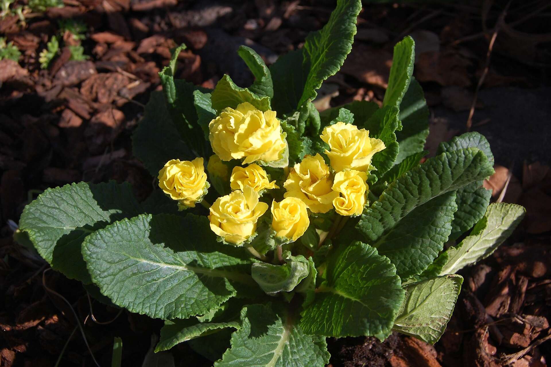 Primlets - colorful new line of primroses