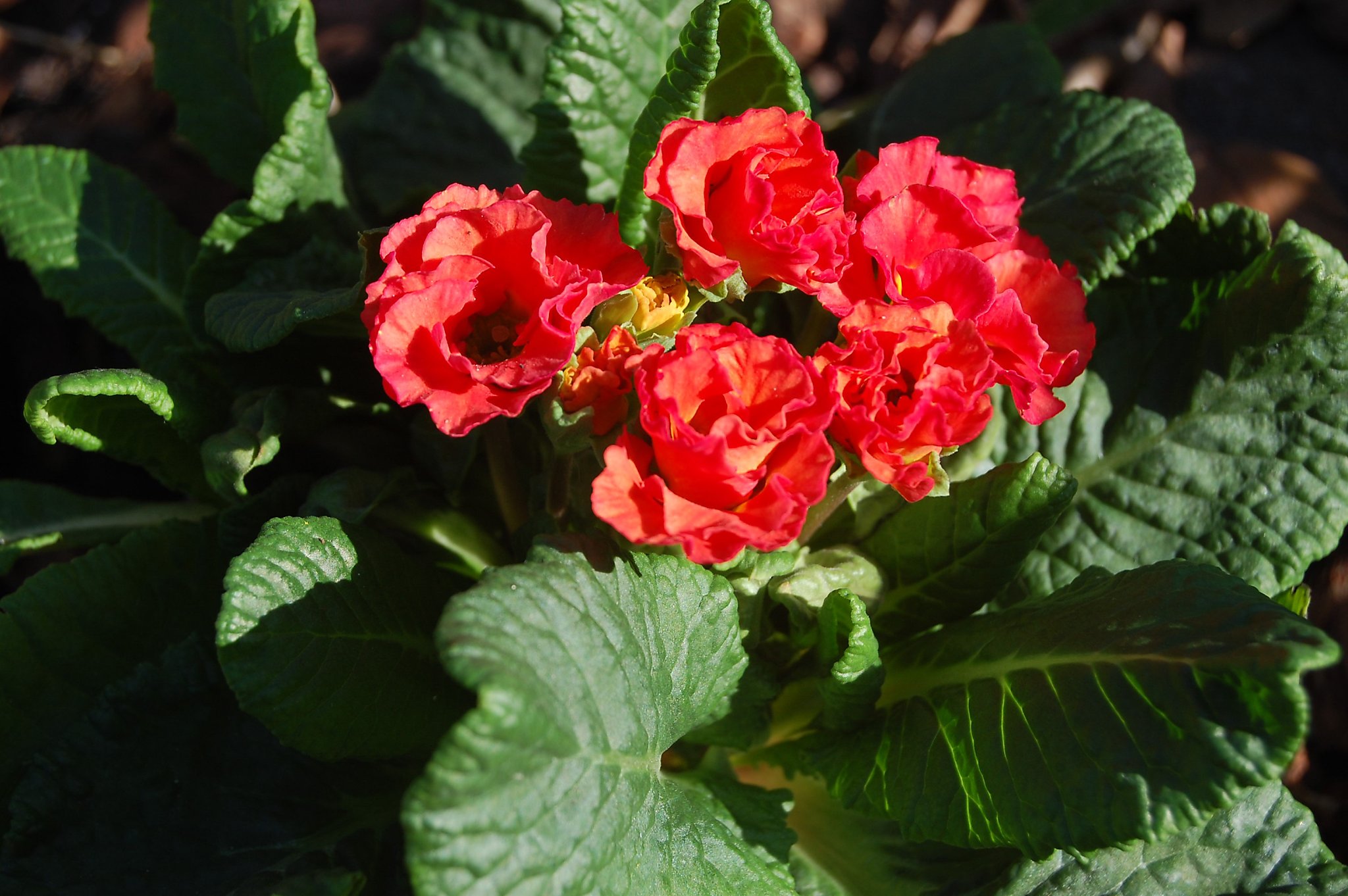 Primlets - colorful new line of primroses