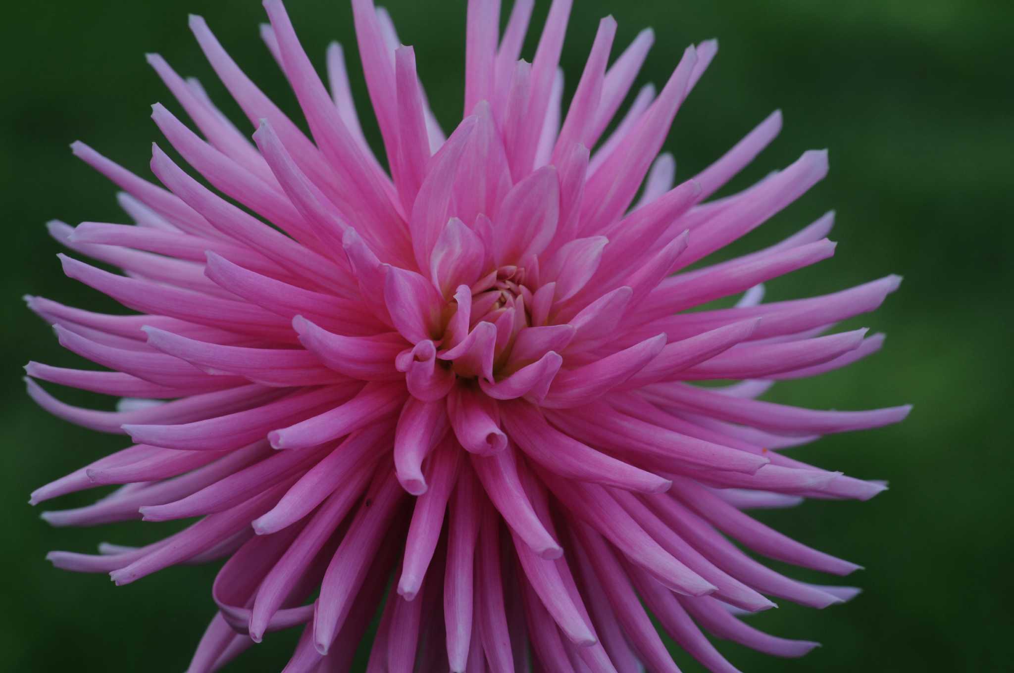 Maressa Gershowitz shares her photographs