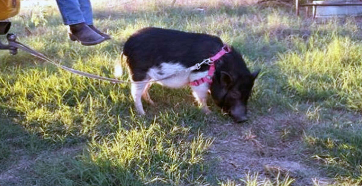 San Antonio woman reunited with service pig
