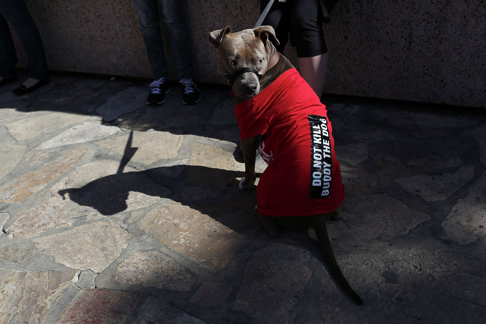 Buddy the Dog finally reunited with owner