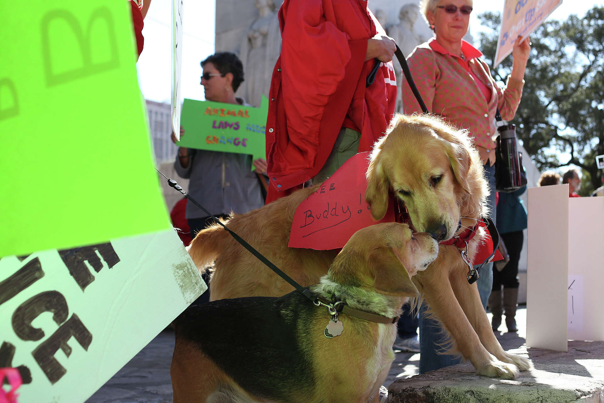 Buddy the Dog finally reunited with owner