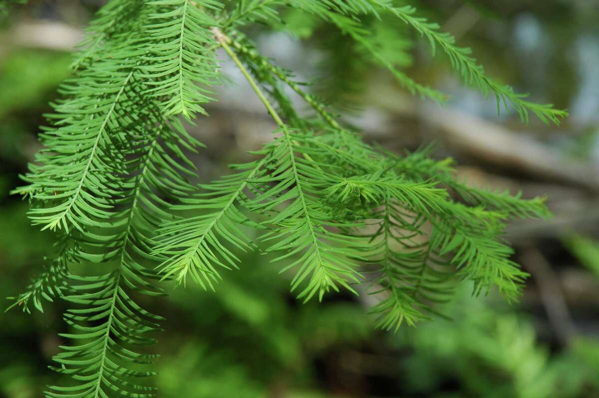 Arbor Day: Expanding our urban forest in our parks and home gardens