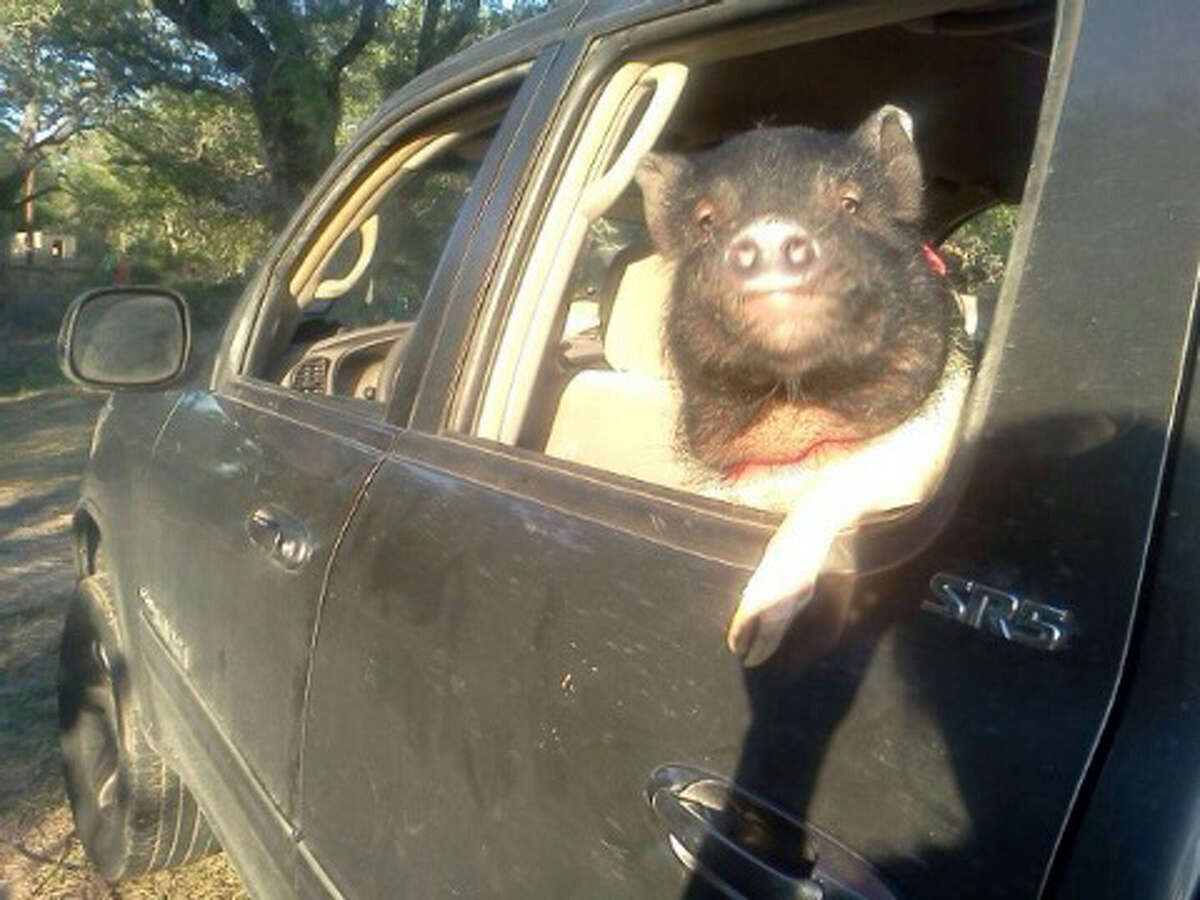 San Antonio woman reunited with service pig