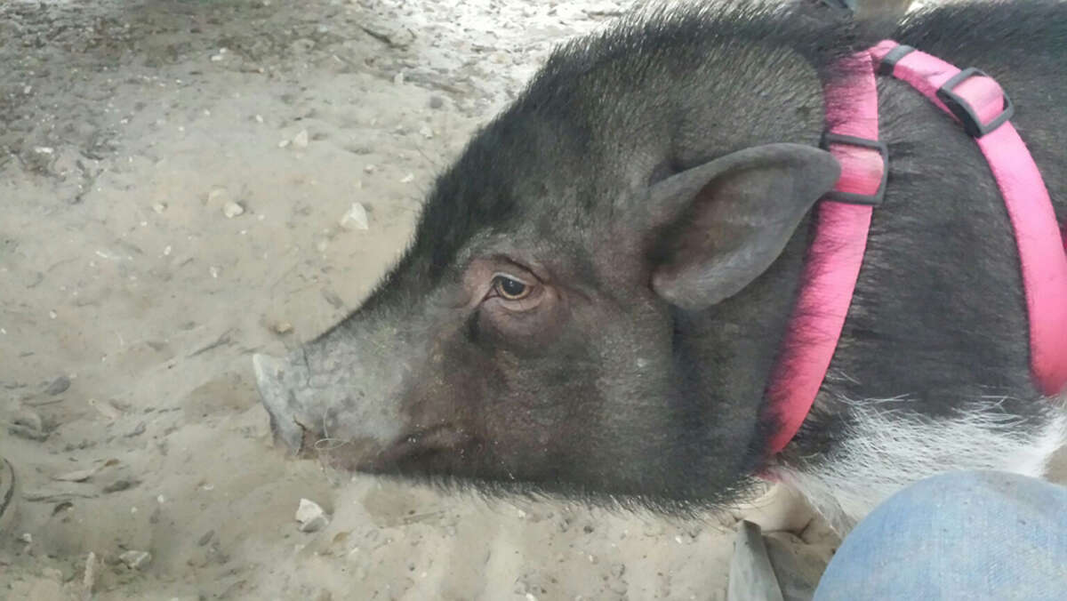 San Antonio woman reunited with service pig