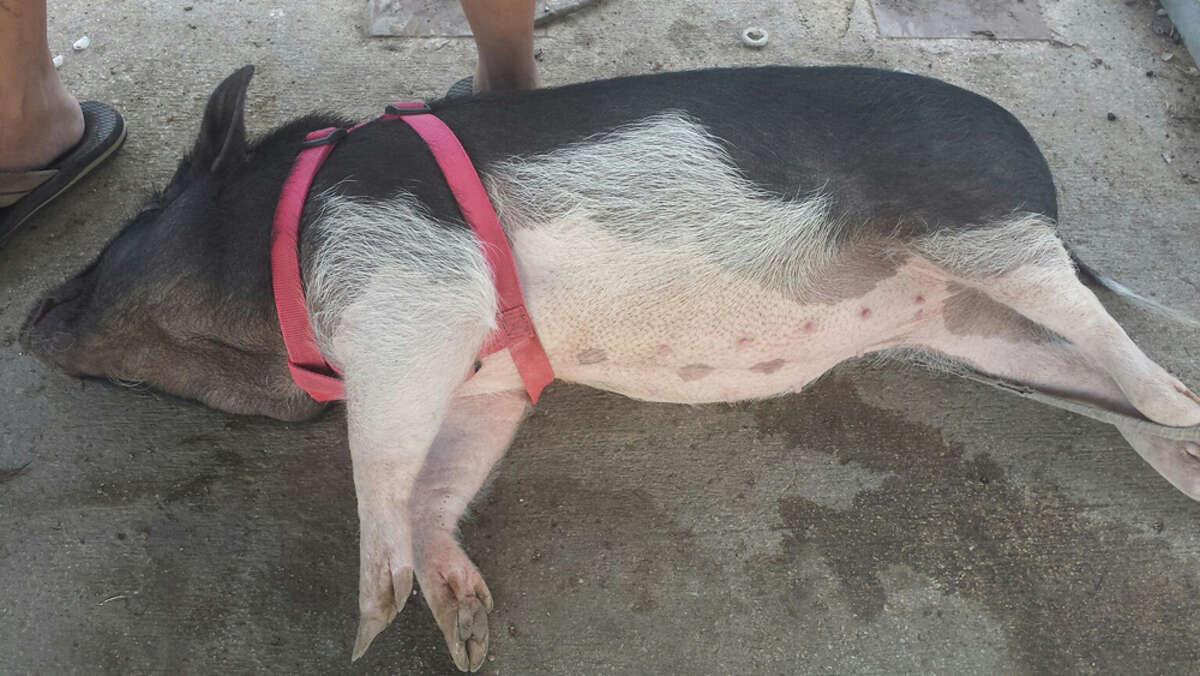 San Antonio woman reunited with service pig