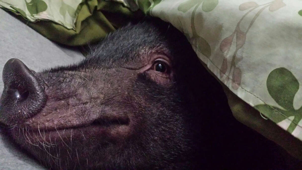 San Antonio woman reunited with service pig