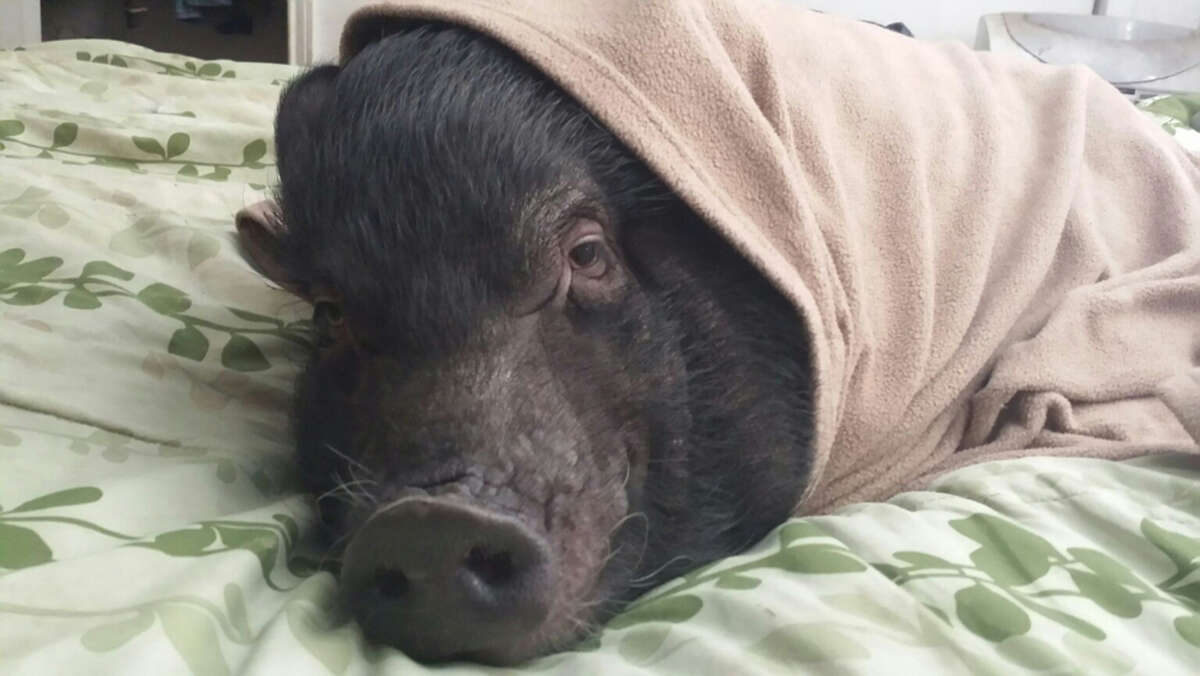 San Antonio woman reunited with service pig