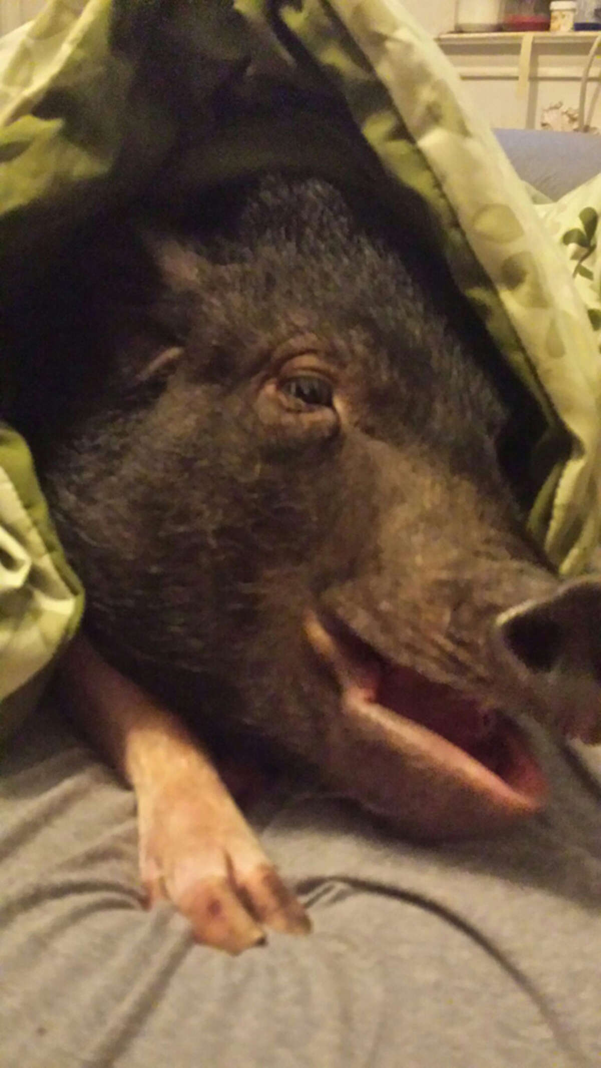 San Antonio woman reunited with service pig