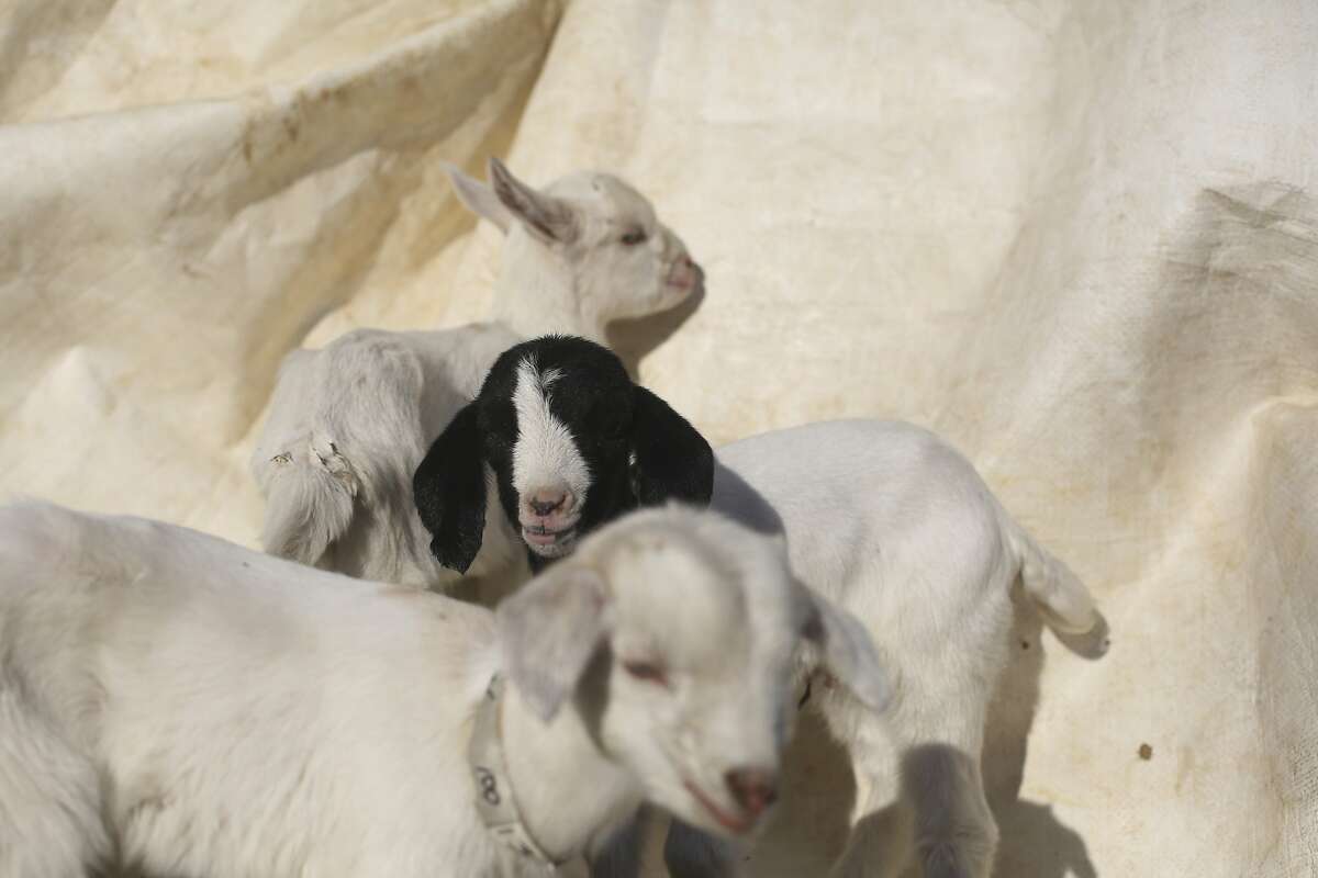 Herder happy to get her goats